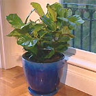 Fiddle Leaf Fig - Burke's Backyard