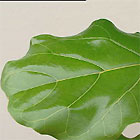 Fiddle Leaf Fig - Burke's Backyard