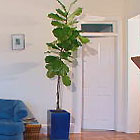 Fiddle Leaf Fig - Burke's Backyard