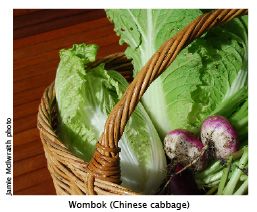 Chinese cabbage (Wombok) - Burke's Backyard