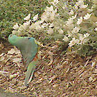 Red-Rumped Parrots - Burke's Backyard