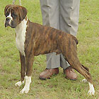 Boxer Dogs - Burke's Backyard