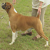 Boxer Dogs - Burke's Backyard