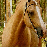 Palomino - Burke's Backyard