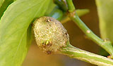 Citrus Gall Wasp - Burke's Backyard
