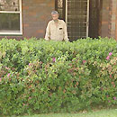 Azalea Hedge - Burke's Backyard