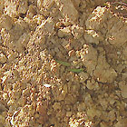 Clay Soils - Burke's Backyard