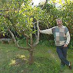 Dying Citrus - Burke's Backyard