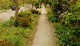 Footpath Planting - Burke's Backyard