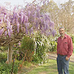 Standardised Wisteria - Burke's Backyard