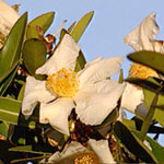 Gordonia - Burke's Backyard