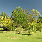 Rare and Unusual Trees - Burke's Backyard