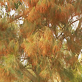 She-oak - Burke's Backyard