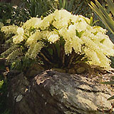 NSW Rock Lily - Burke's Backyard