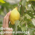 Quince recipes and growing tips - Burke's Backyard