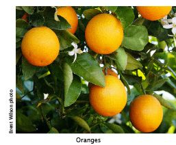 Orange Growing Tips and Recipes - Burke's Backyard