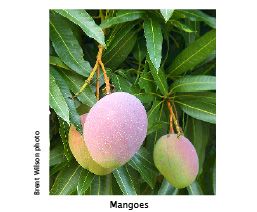 Mango Growing Tips and Recipes - Burke's Backyard