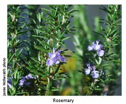 Hot Herbs - Burke's Backyard