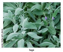 Hot Herbs - Burke's Backyard