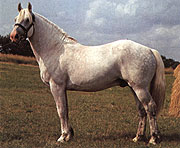 Irish Draught Horses - Burke's Backyard