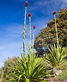 Gymea Lily - Burke's Backyard