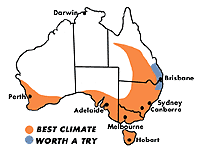 Hibiscus - Burke's Backyard