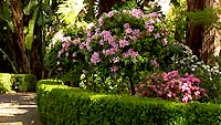 Standard Azaleas - Burke's Backyard