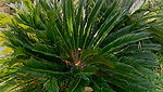 Cycads - Burke's Backyard