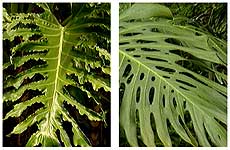 Philodendrons - Burke's Backyard