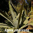 Agave - Burke's Backyard
