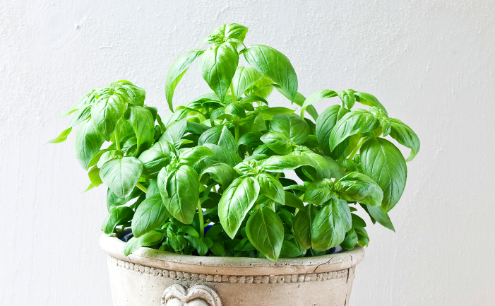 Basil Oil Recipe - Burke's Backyard