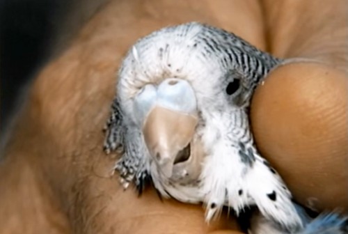 Birds' Beak and Feather Disease - Burke's Backyard