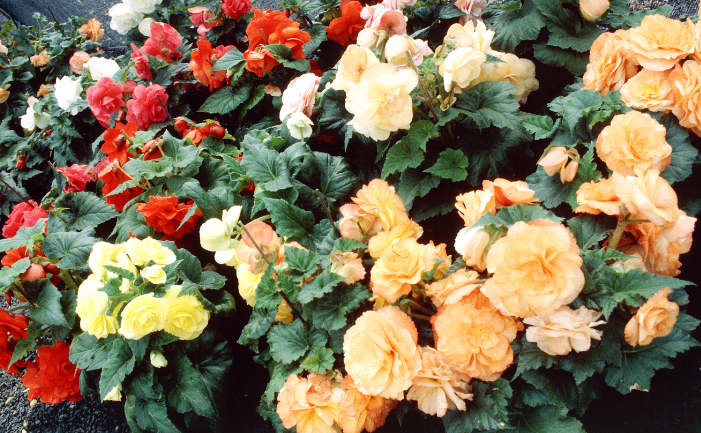 Begonias - Burke's Backyard
