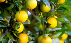 Best Backyard Citrus - Burkes Backyard