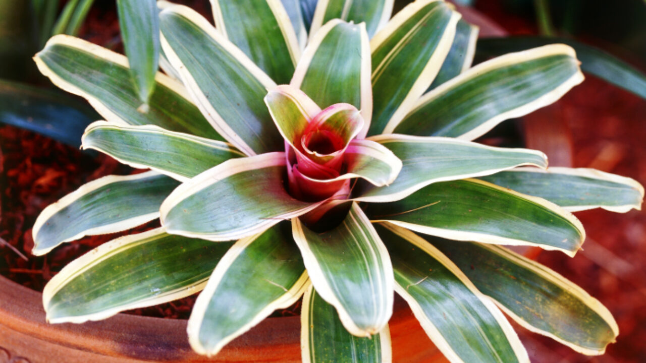 Bromeliad Types Gallery