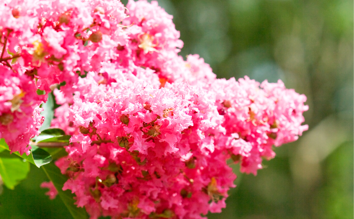 Crepe Myrtle - Burke's Backyard