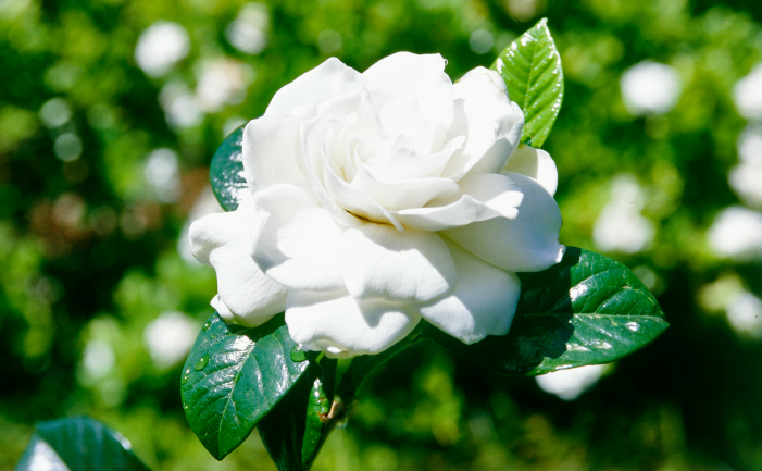 Growing Gardenias - Burke's Backyard