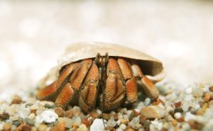 Krab Pustelnik - Burkes Backyard | Mefics