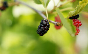 Mulberry - Burke's Backyard