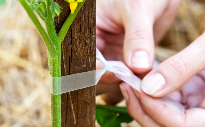 Staking Plants - Burke's Backyard Staking Plants - Burke's Backyard