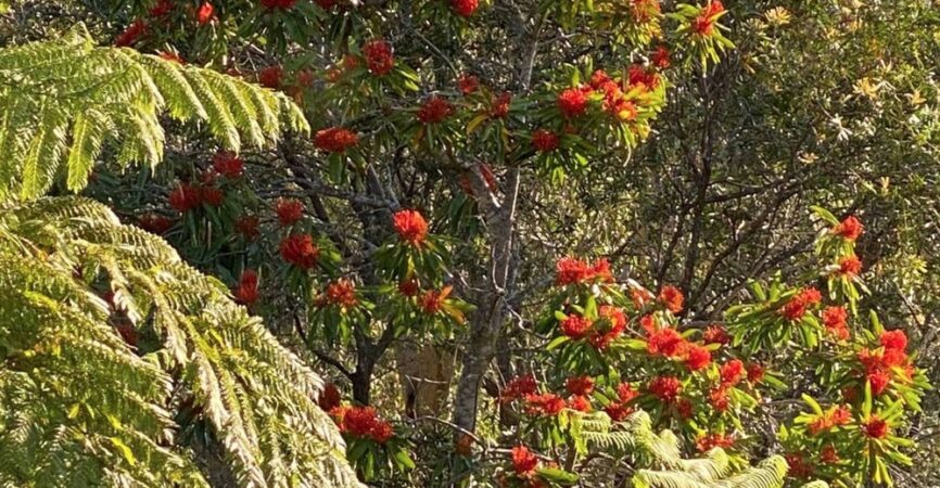 Tree Waratah - Burke's Backyard