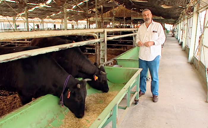 Wagyu Cattle Japan - Burke's Backyard