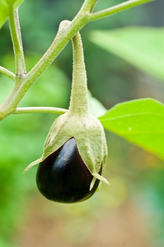 Don's Tips: Why No Fruit - Burke's Backyard