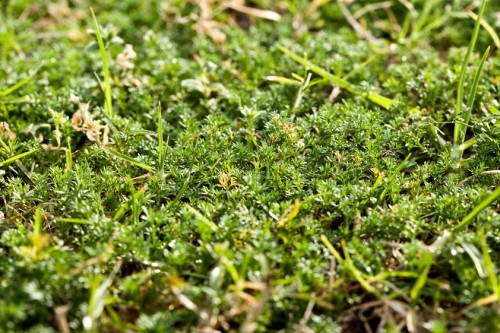 Don's Tips - Bindii Spray - Burke's Backyard