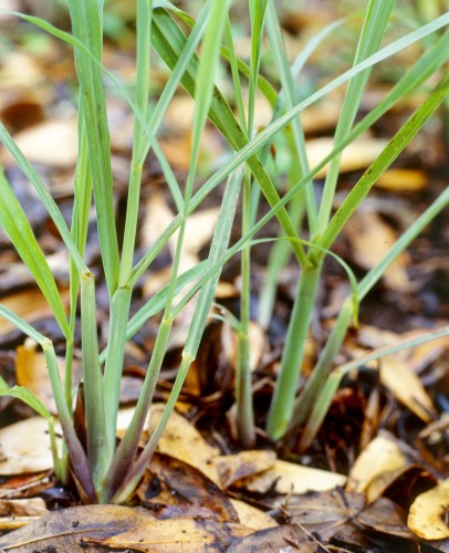 Don's Tips - Trees Shedding Leaves - Burke's Backyard