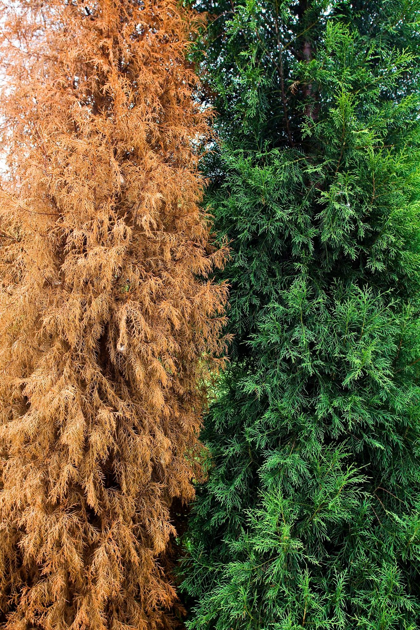 Don's Tips: Trees Slow Death - Burke's Backyard