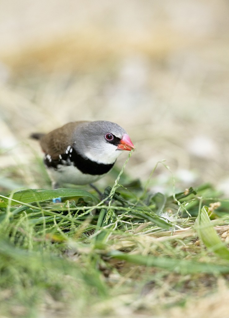 Don’s Tips – Attracting Native Birds - Burke's Backyard