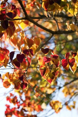 Don's Tips: Autumn - Burke's Backyard