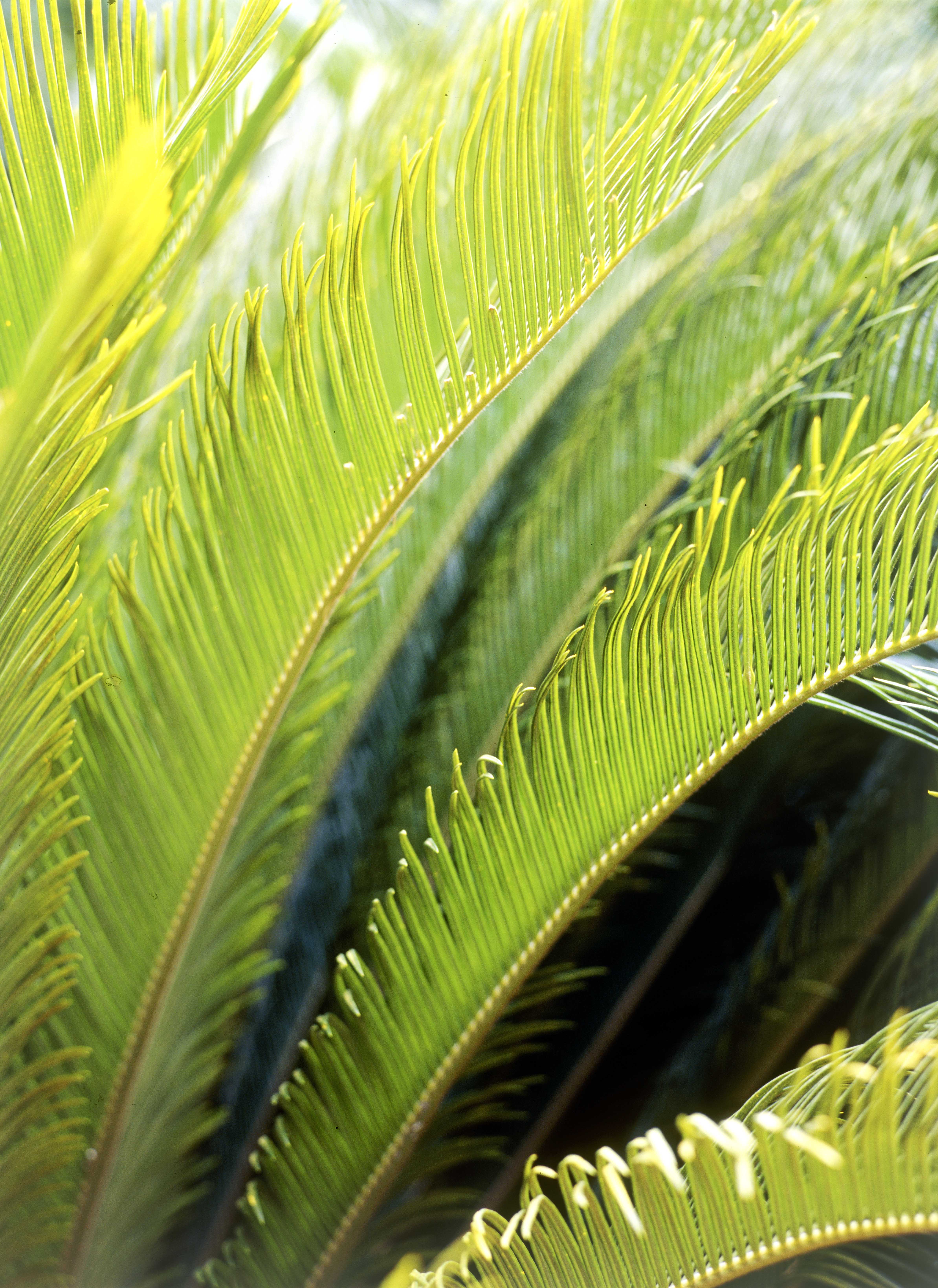 Don's Tips: Cycads - Burke's Backyard