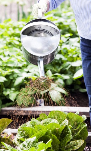 Don's Tips: Fertilising - Burke's Backyard